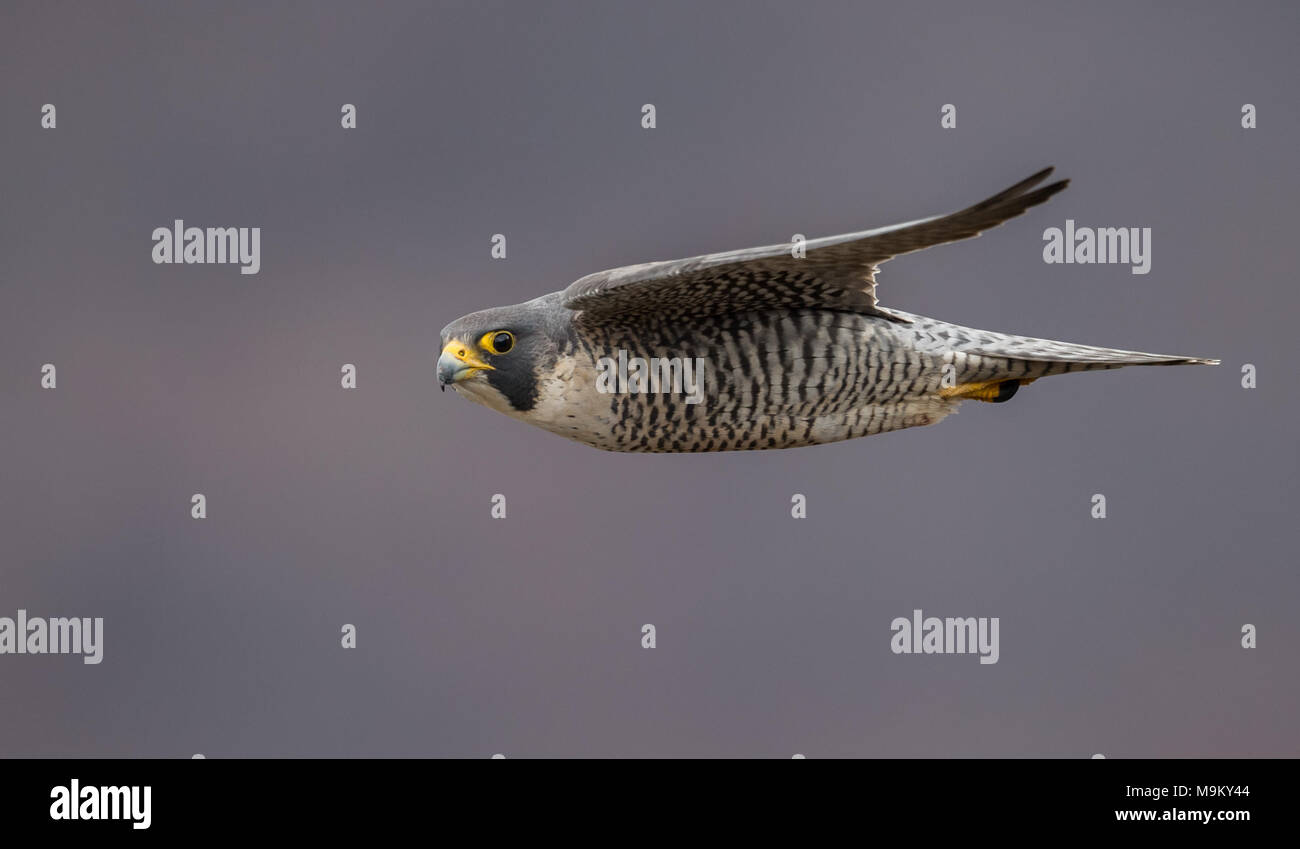 Peregrine falcon male and female hi-res stock photography and images ...