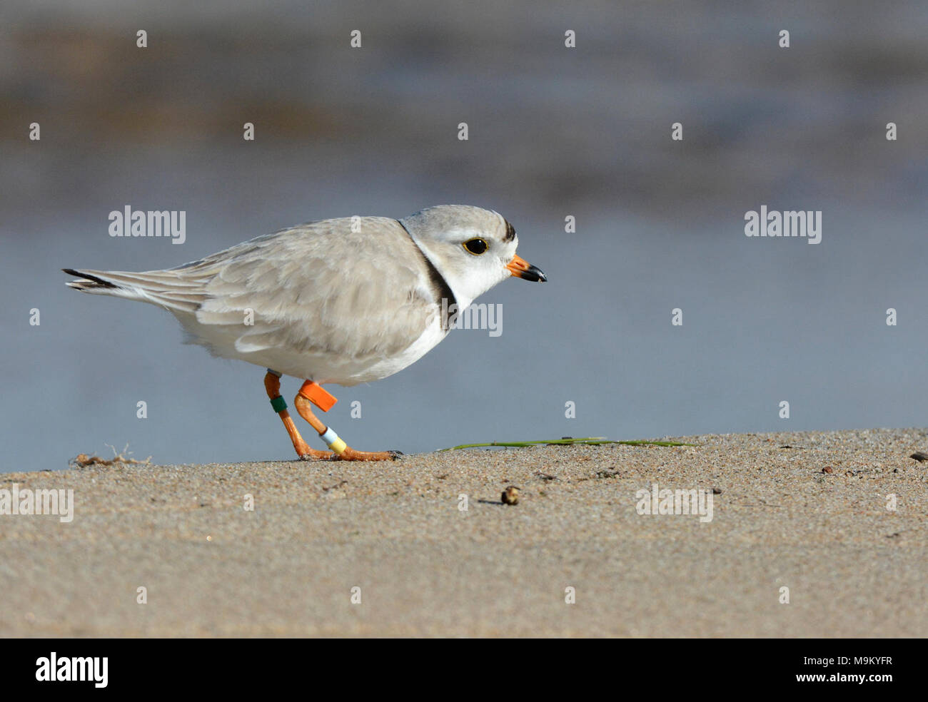 USFWS at work protecting the environment Stock Photo - Alamy