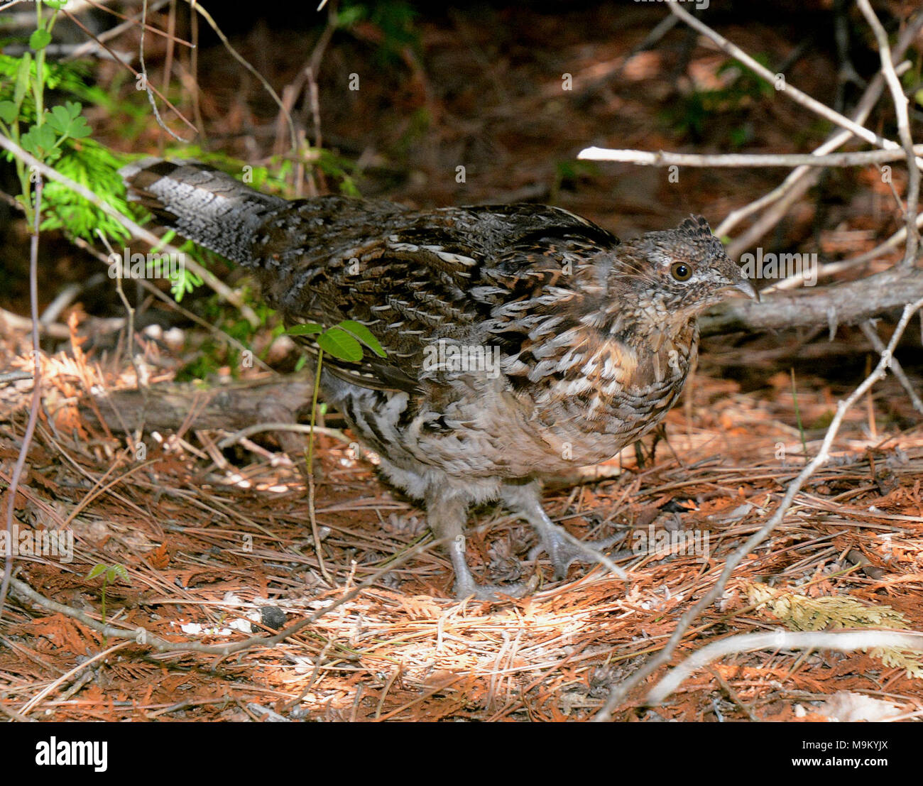 USFWS at work protecting the environment Stock Photo - Alamy