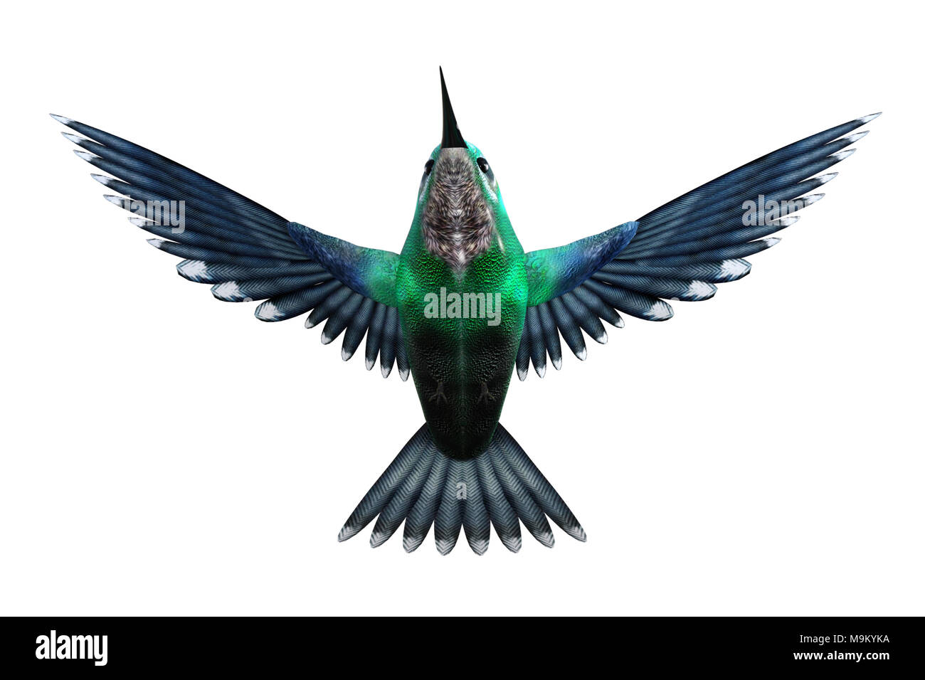 Beautiful hummingbird Cut Out Stock Images & Pictures - Alamy