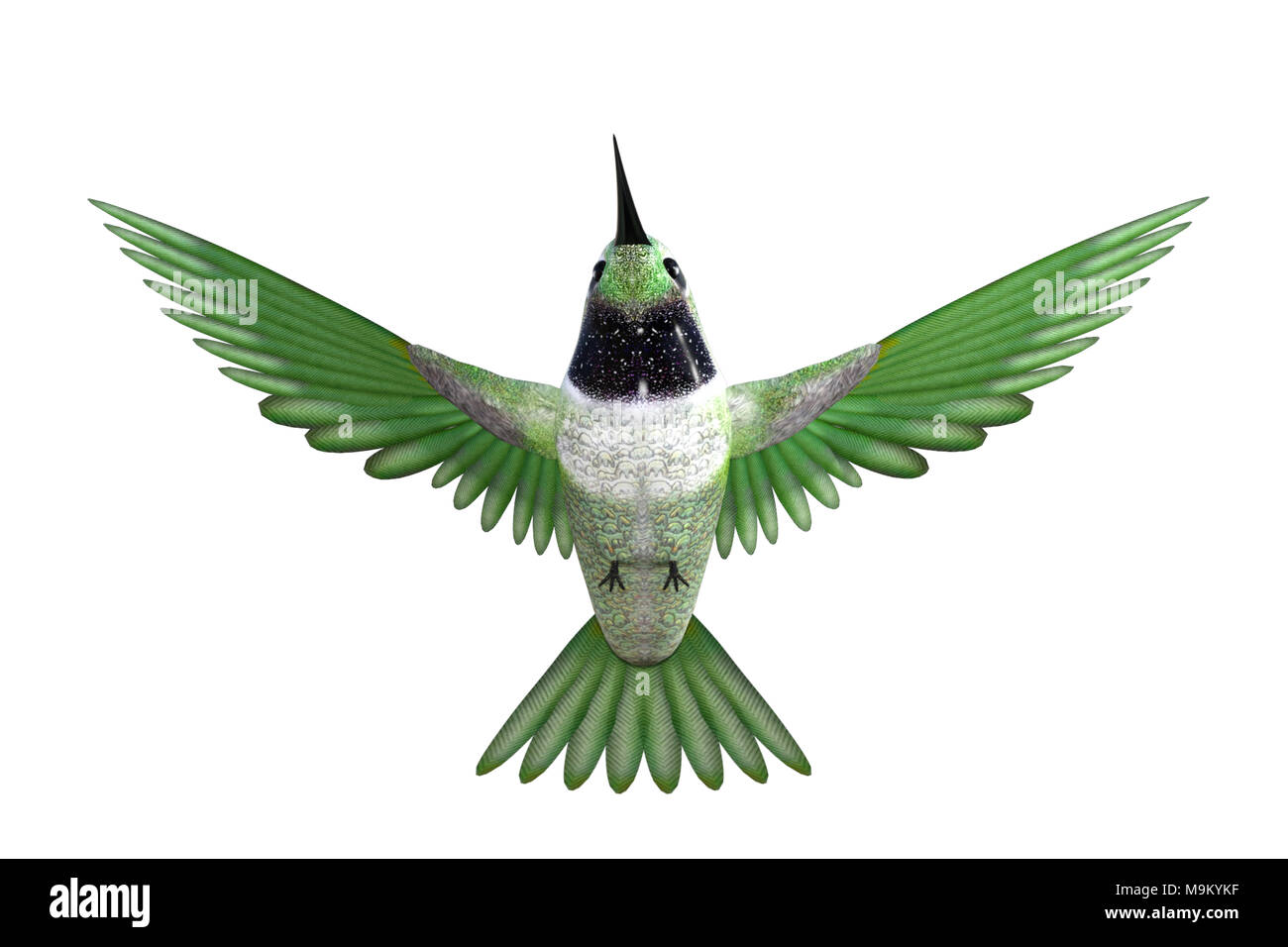 Beautiful bird isolated on white, 3d render Stock Photo - Alamy