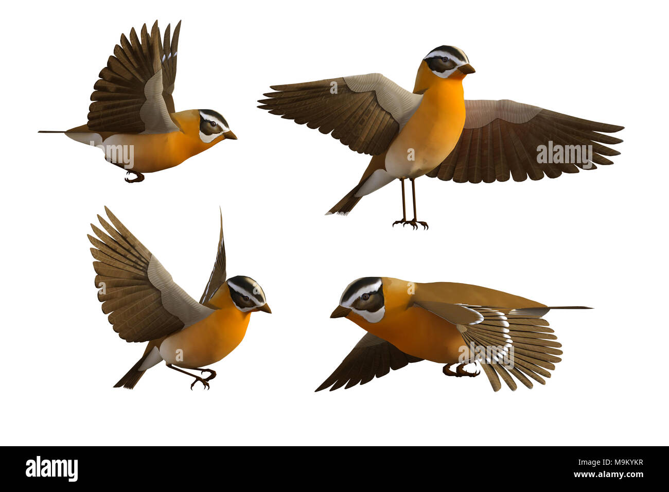 Beautiful bird isolated on white, 3d render Stock Photo - Alamy