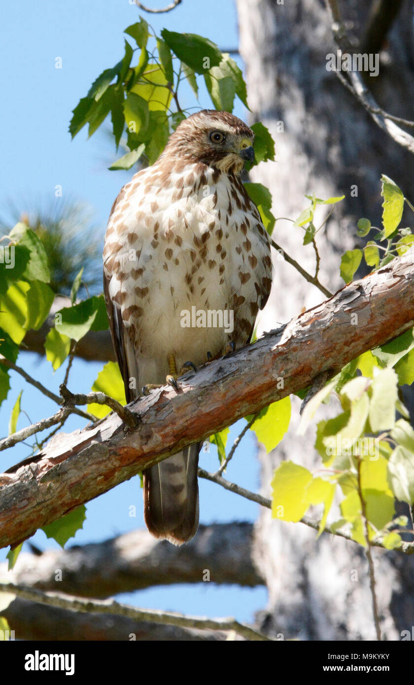 USFWS at work protecting the environment Stock Photo - Alamy