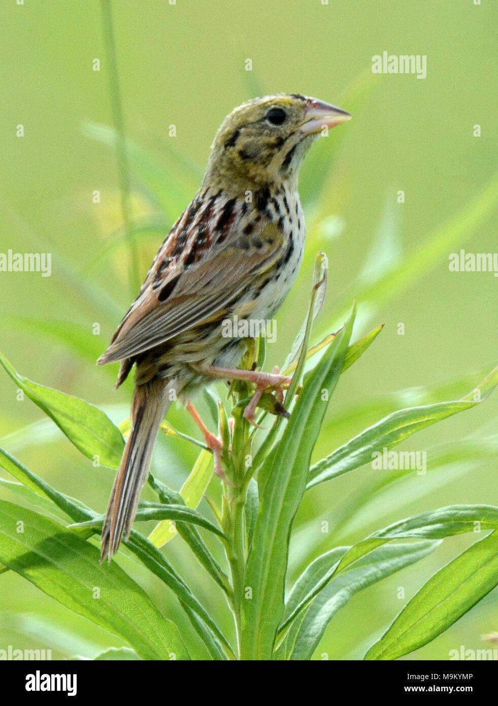 USFWS at work protecting the environment Stock Photo - Alamy