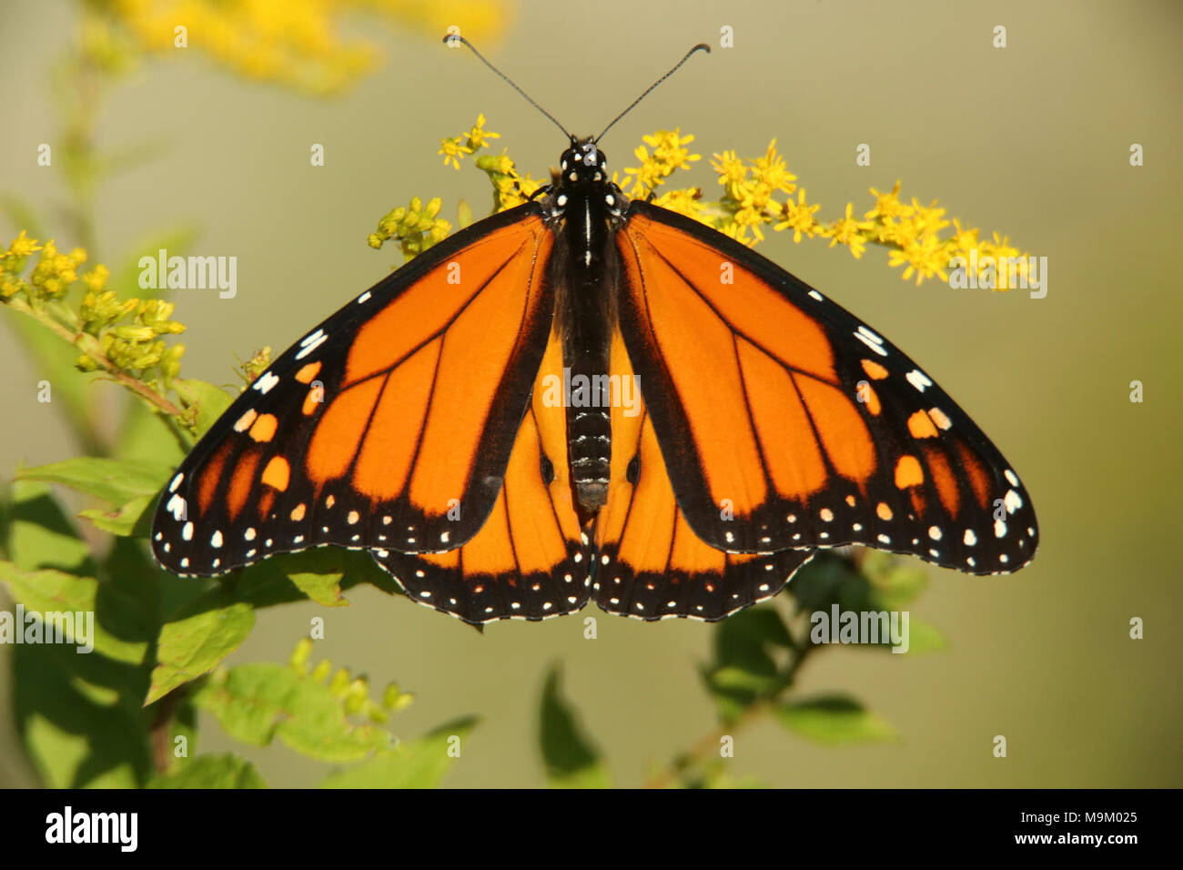 Sherry fish hi-res stock photography and images - Alamy