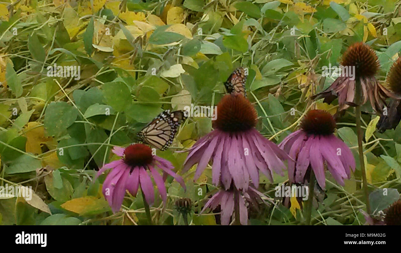 Glander hi-res stock photography and images - Alamy