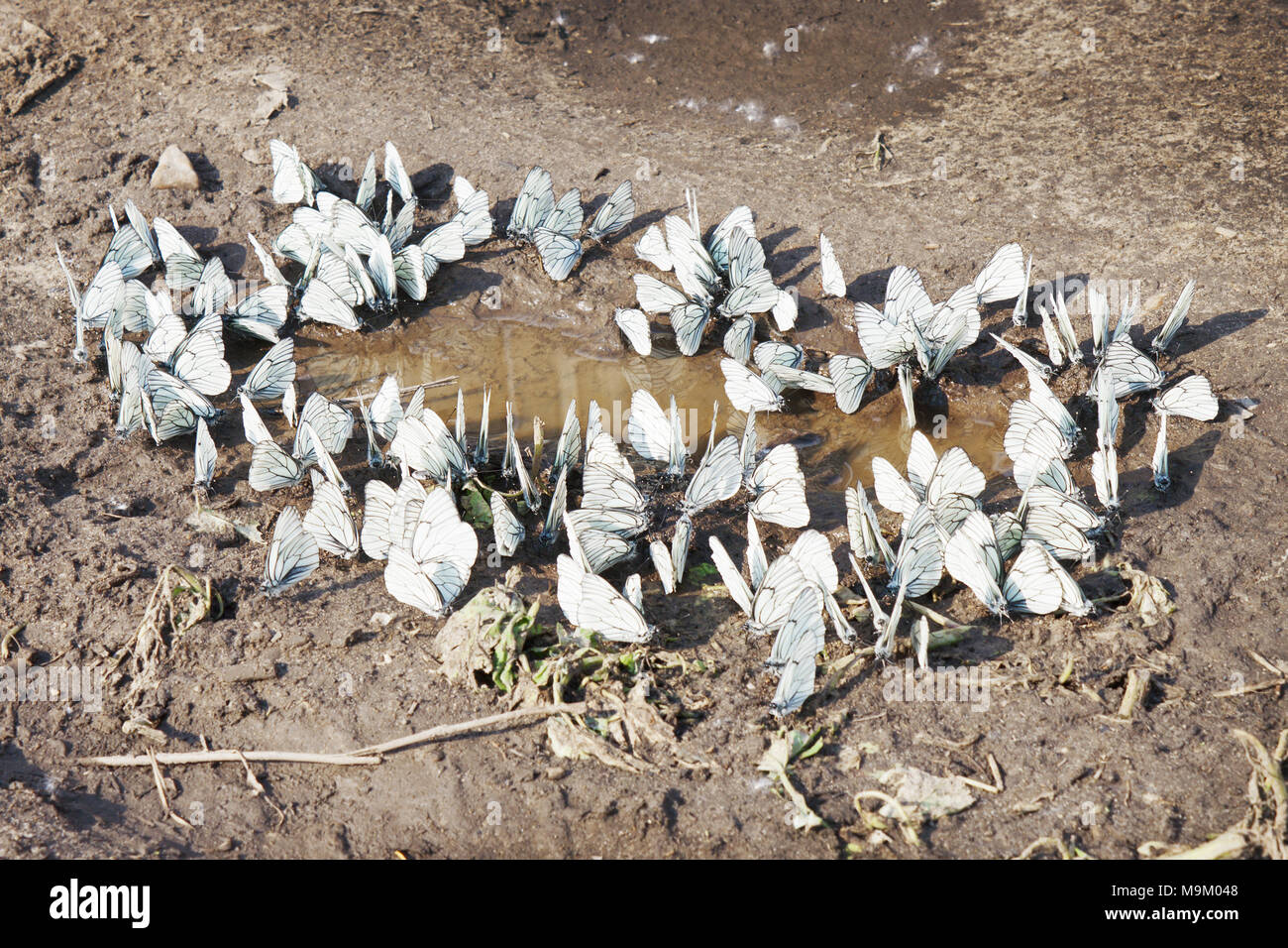 The accumulation of butterflies puddle on the road Stock Photo - Alamy