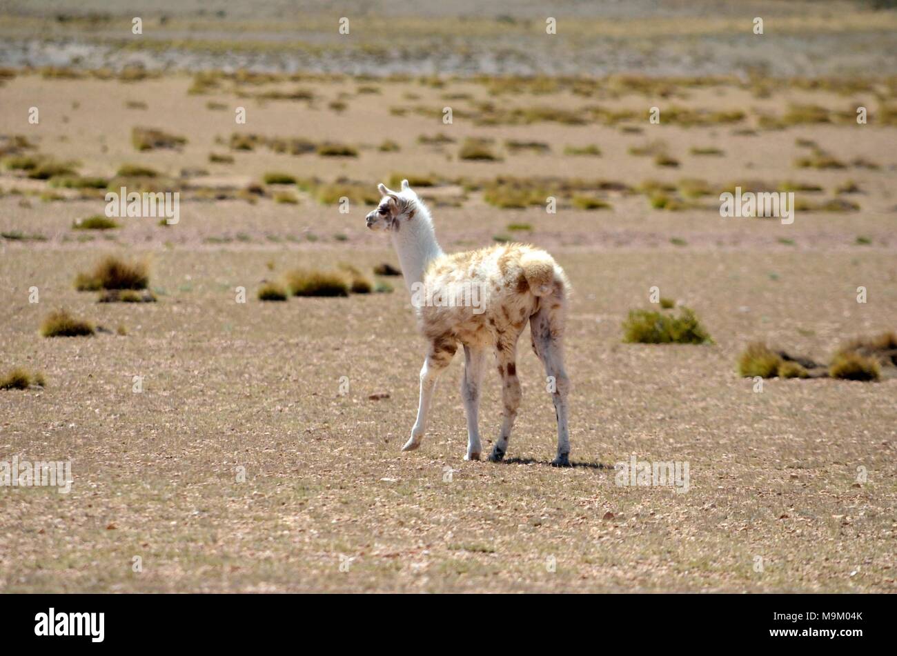 Llama chile hi-res stock photography and images - Alamy