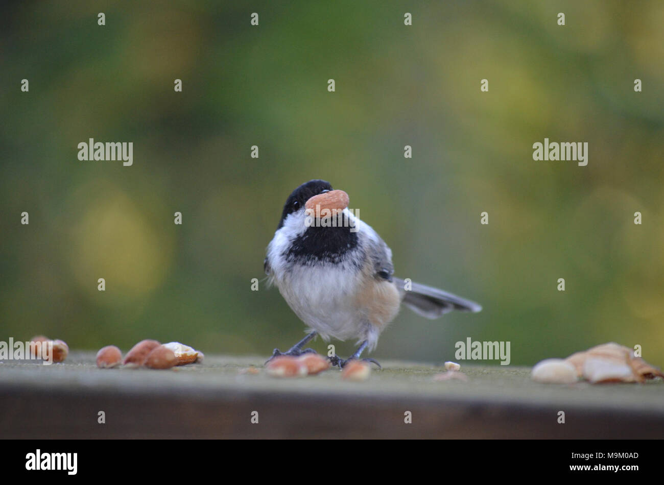 Black-capped Chickadee carrying a peanut Stock Photo - Alamy