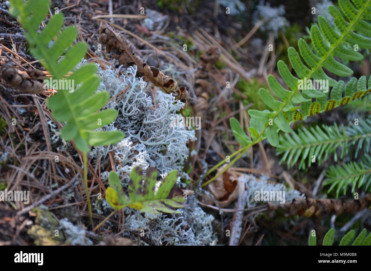 Gun Flint Trail Lichen and fern Stock Photo - Alamy