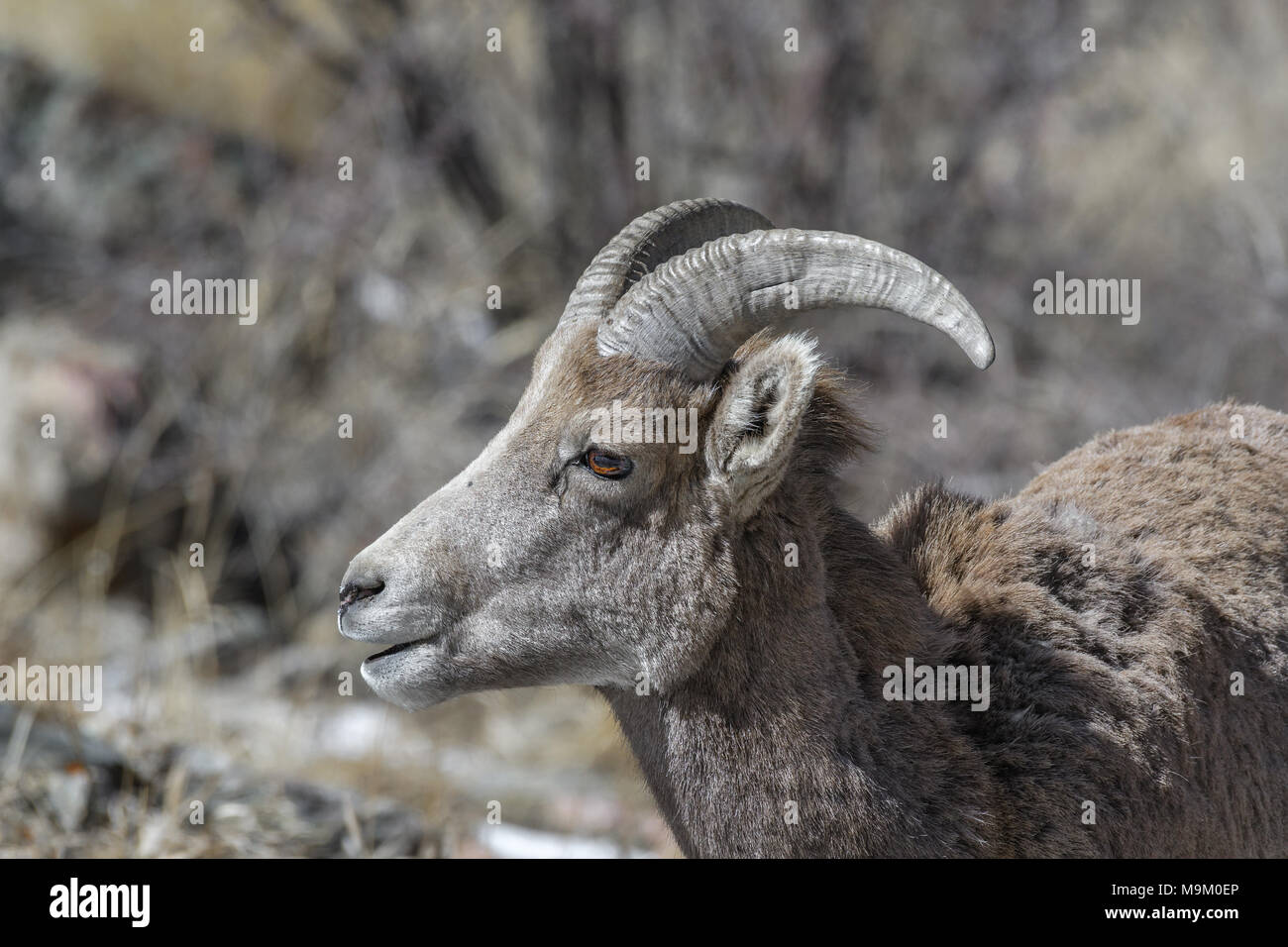 Female desert bighorn sheep ovis canadensis hi-res stock photography ...