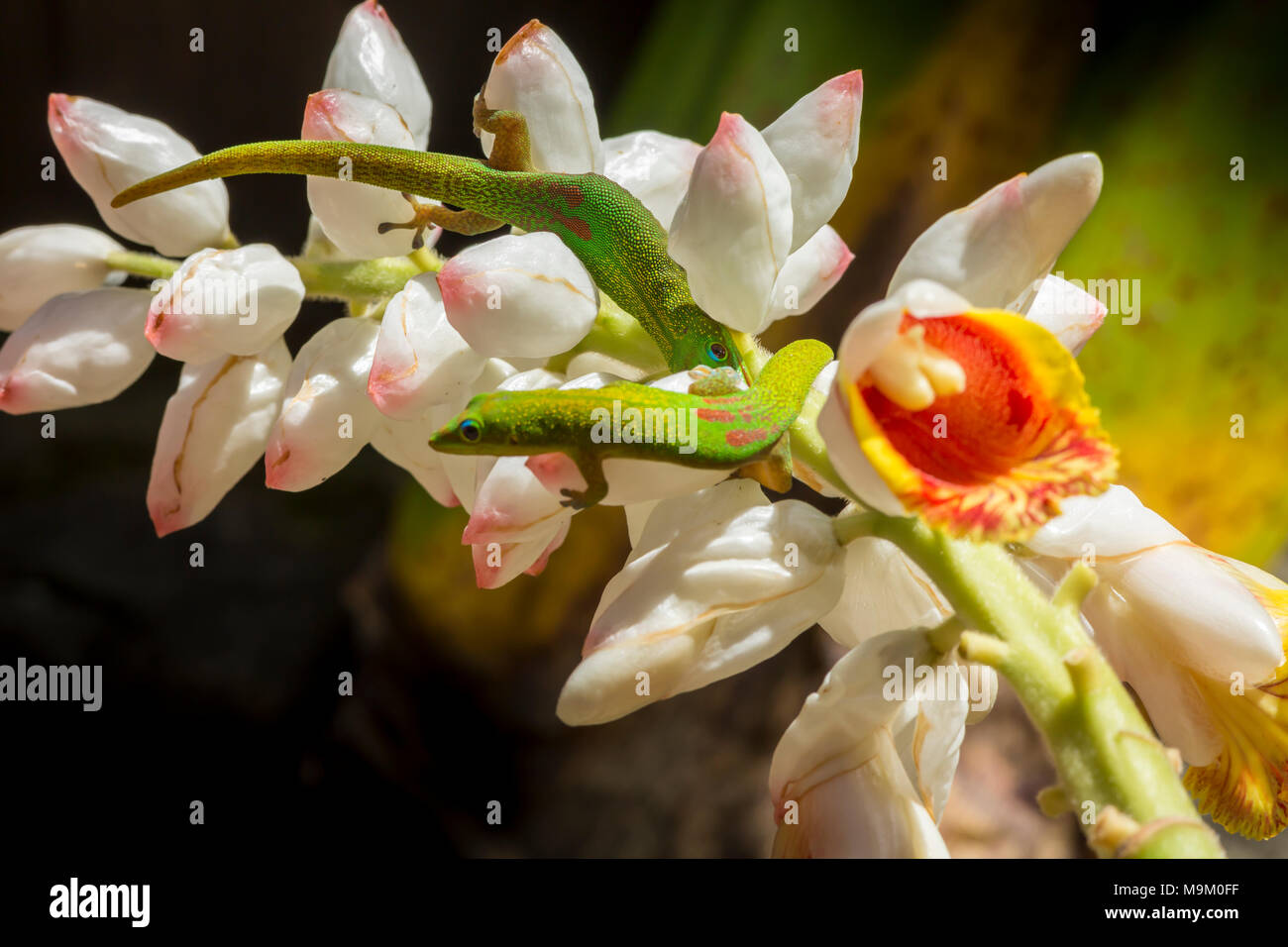 Green gecko on red leaf hi-res stock photography and images - Alamy