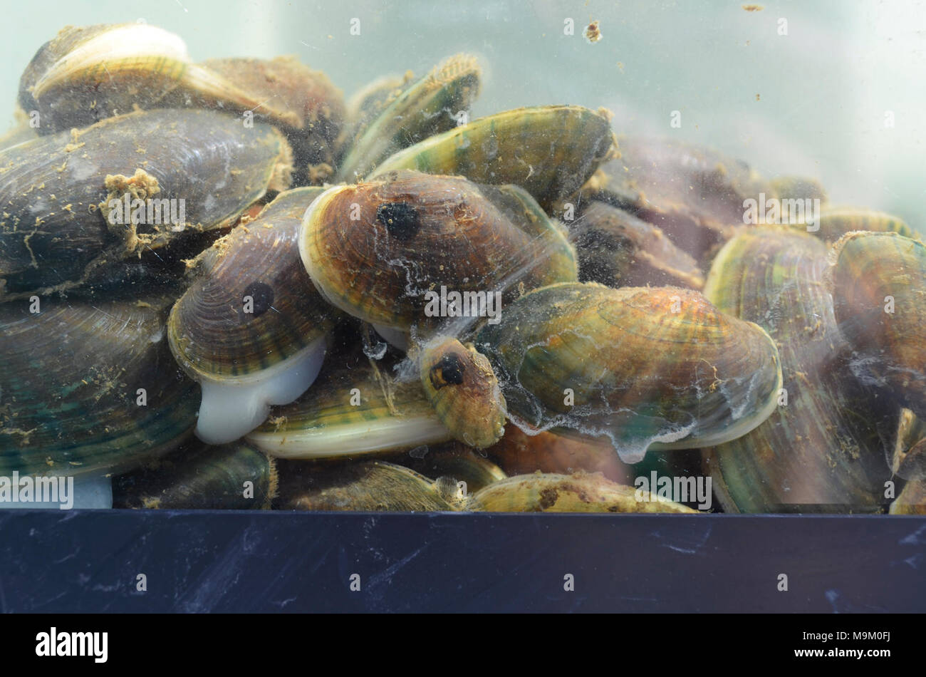 Mussel, like these Fatmuckets, were scrubbed to remove zebra mussels ...
