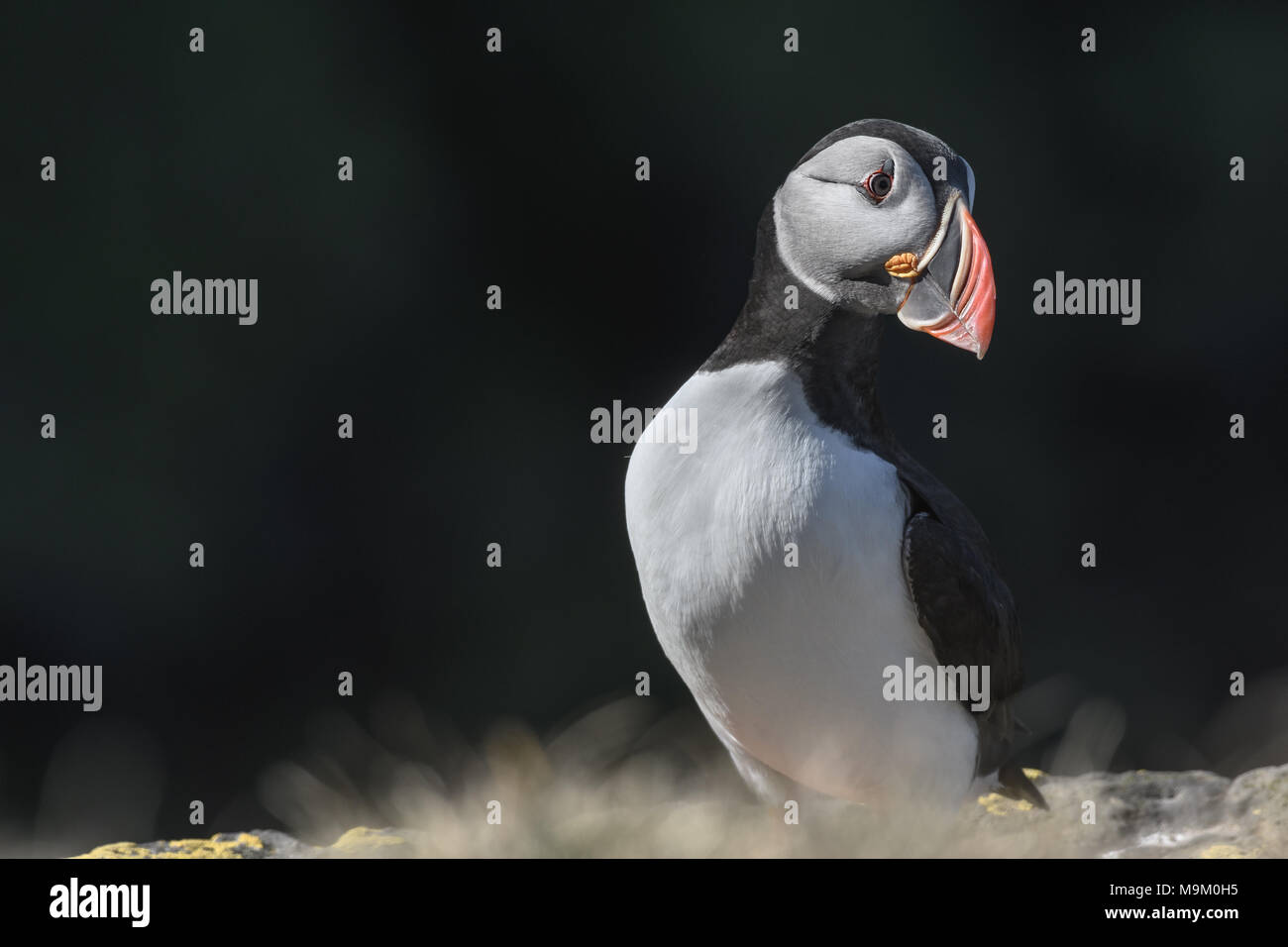 Puffin enjoys a beautiful day on the Langanes Peninsula in North ...