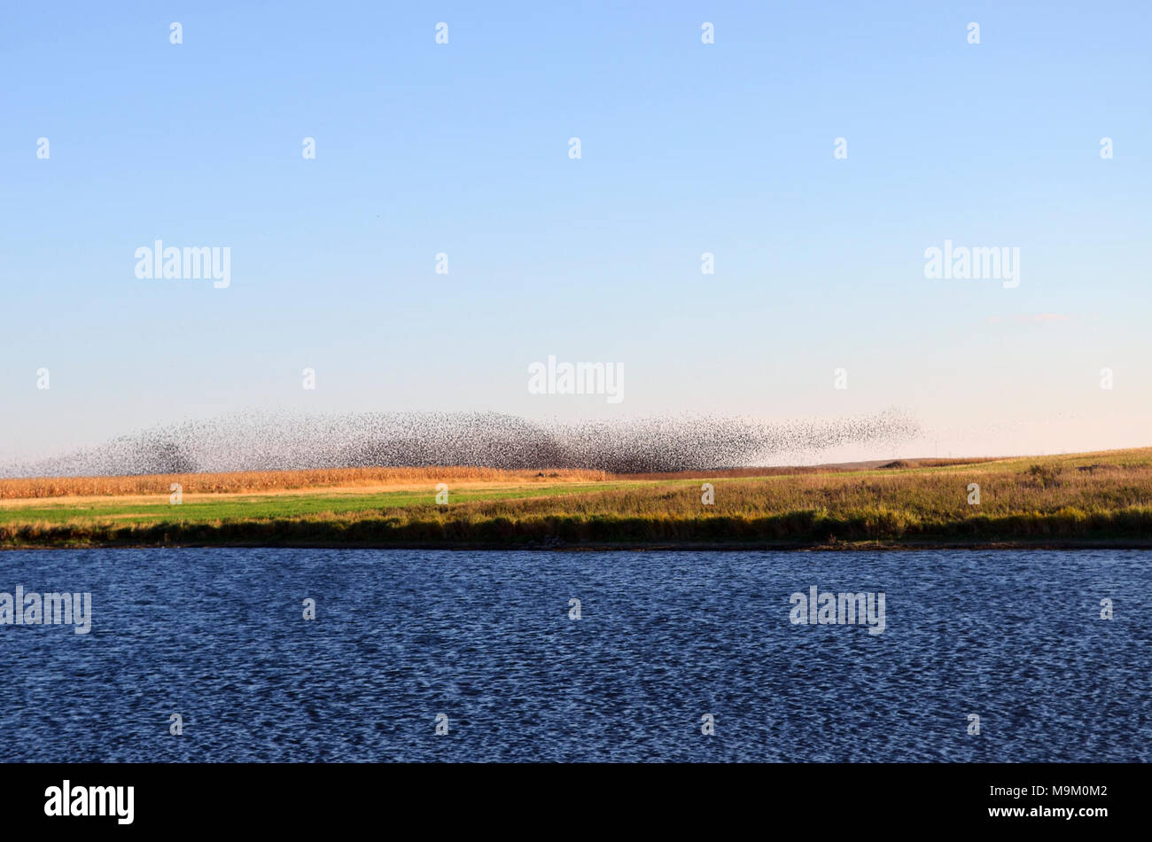 Huge red winged blackbird flocks hi-res stock photography and images ...