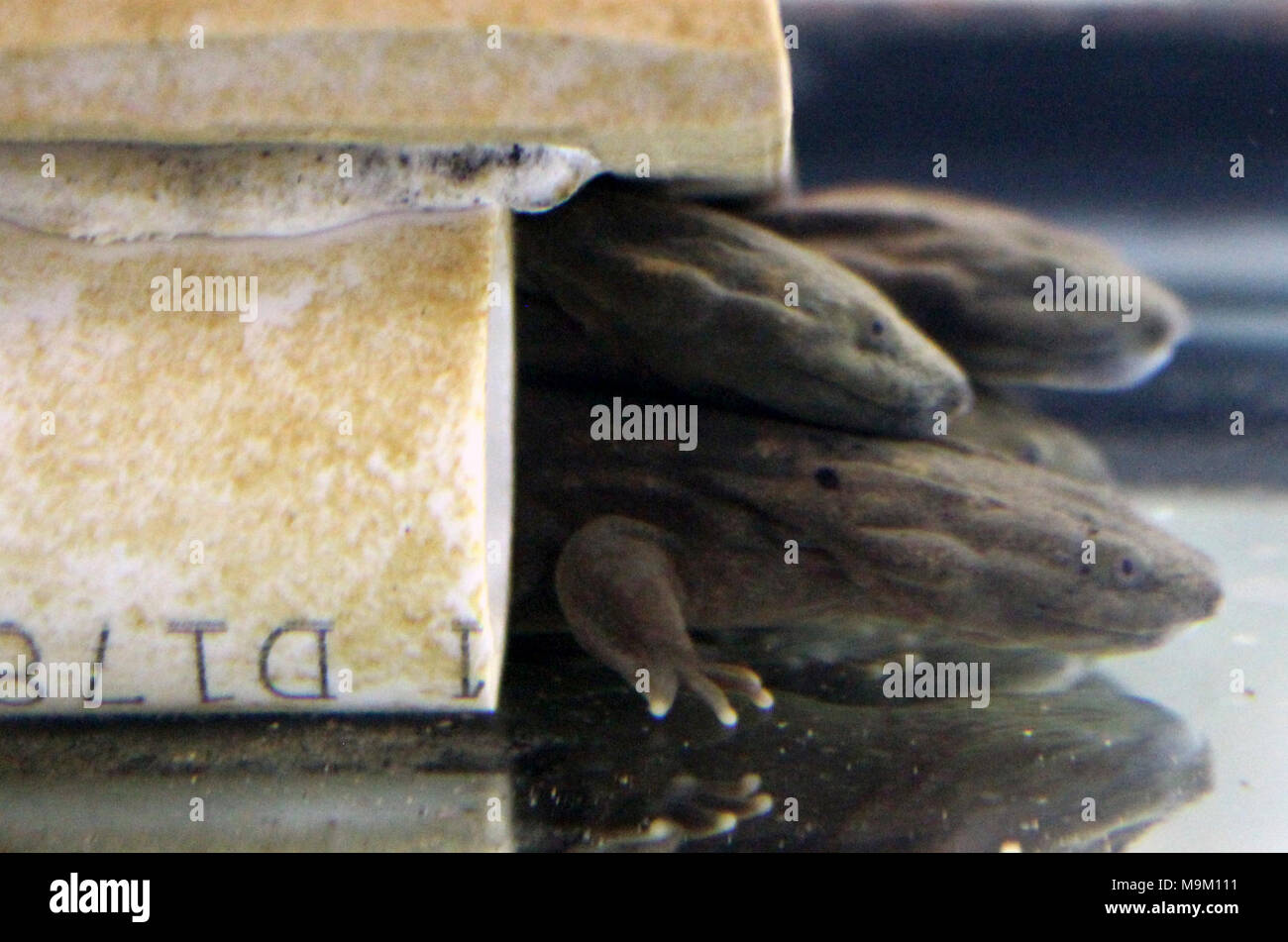 Hellbender hi-res stock photography and images - Alamy