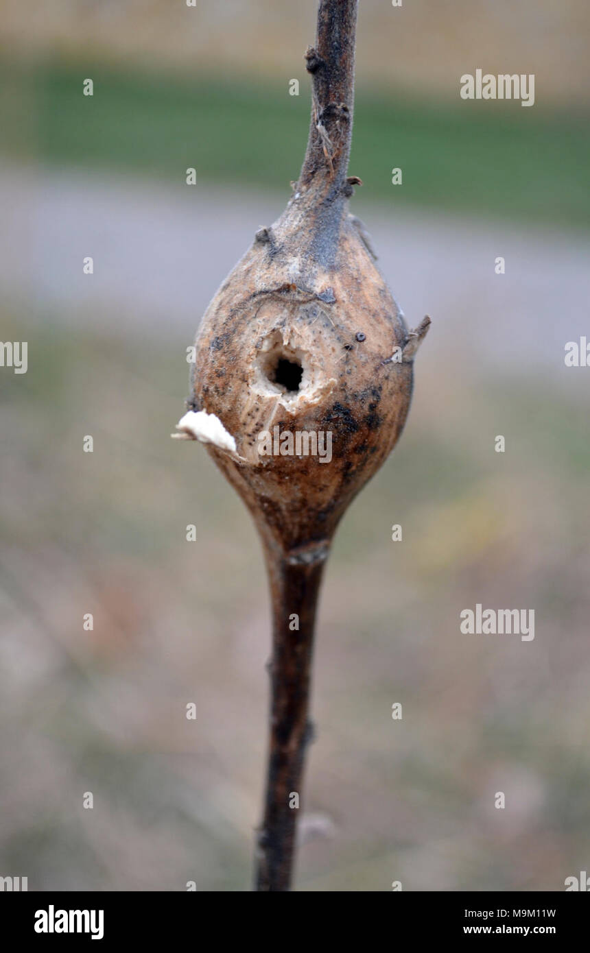 From the size and shape of a gall, biologists can tell if the insect ...