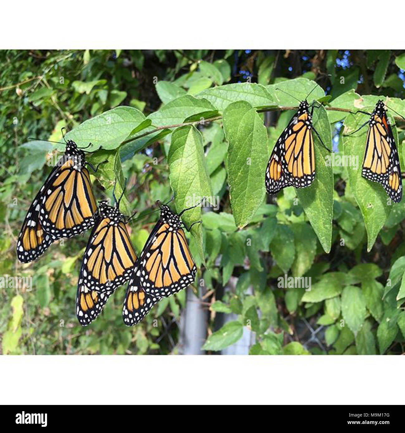 Monarch Butterflies in Texas Stock Photo - Alamy