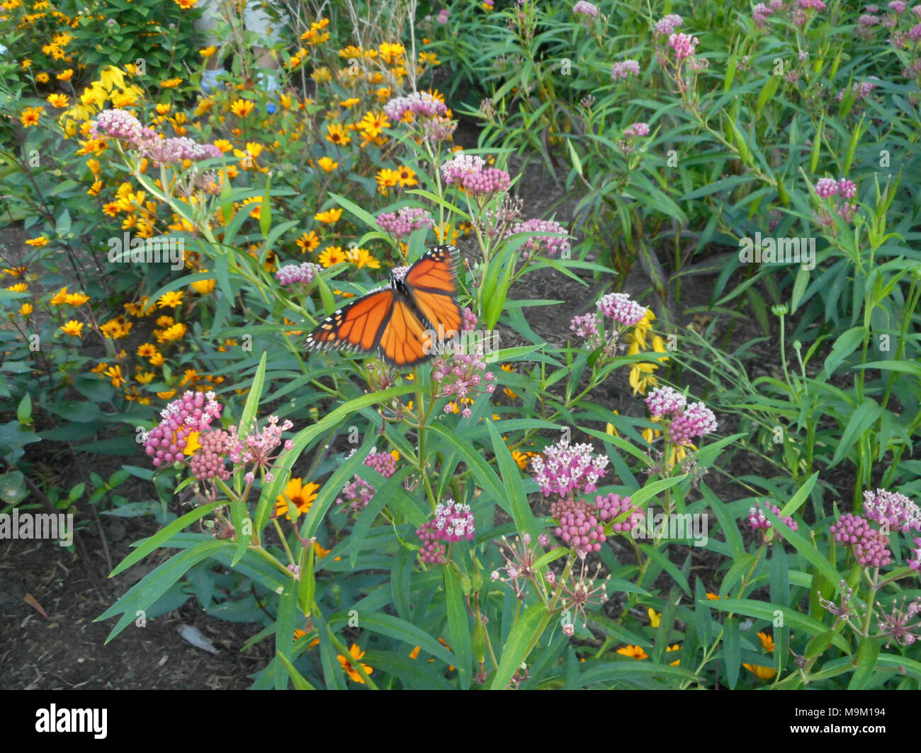 Monarch Butterfly in Ohio Stock Photo - Alamy