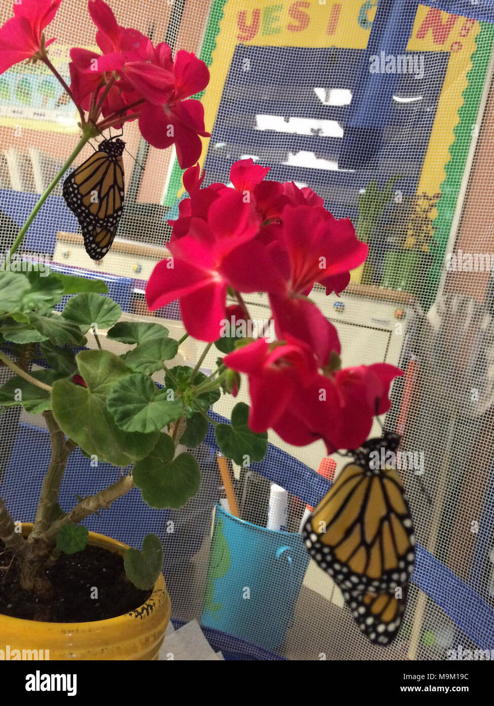 Ohio butterflies hi-res stock photography and images - Alamy