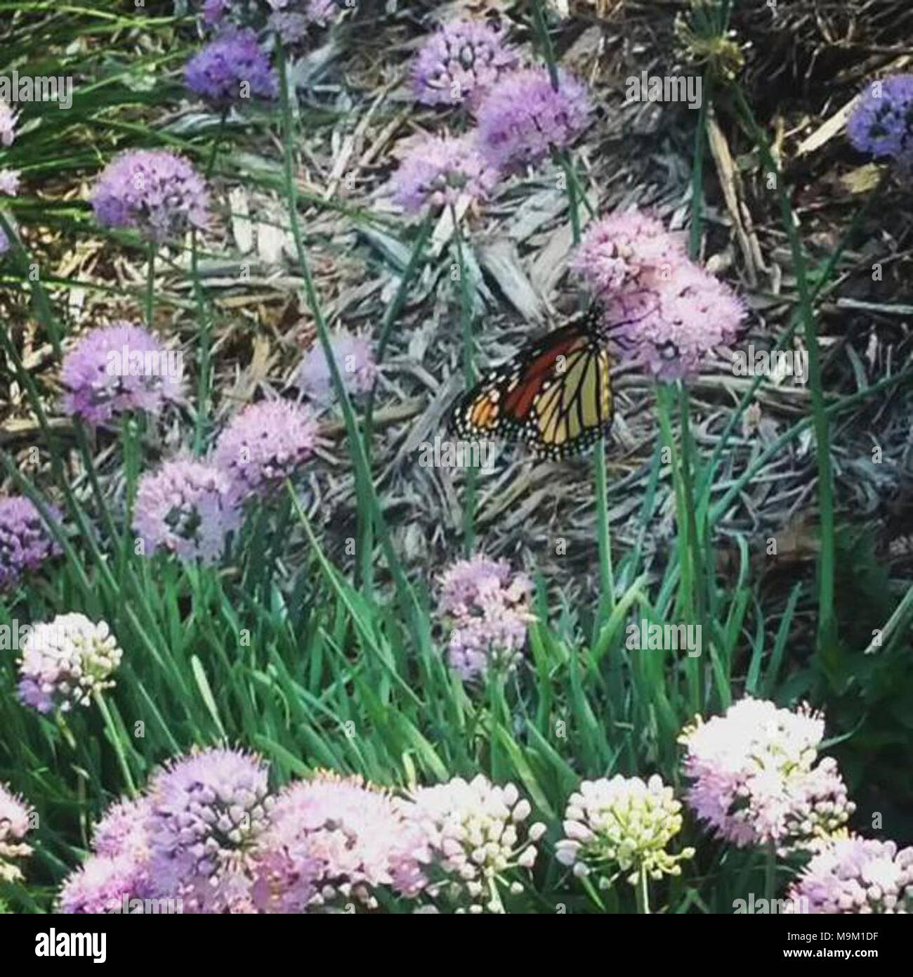 Monarch Butterfly in Nebraska Stock Photo - Alamy