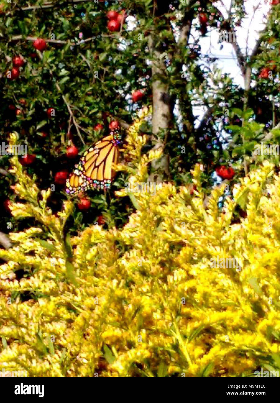 Monarch Butterfly in Illinois Stock Photo - Alamy