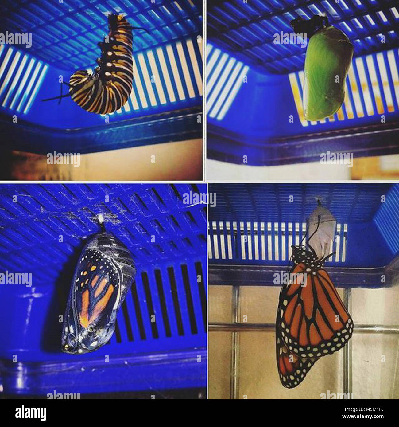 Monarch lifecycle hi-res stock photography and images - Alamy