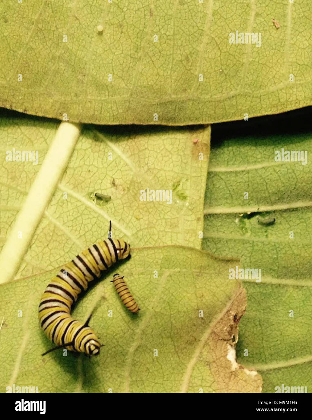 Monarch Caterpillars in Tennessee Stock Photo - Alamy