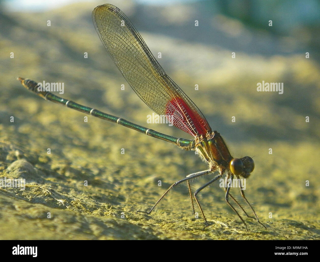 USFWS at work protecting the environment Stock Photo - Alamy