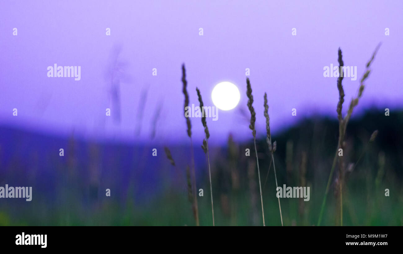 Tall grass and full moon hi-res stock photography and images - Alamy