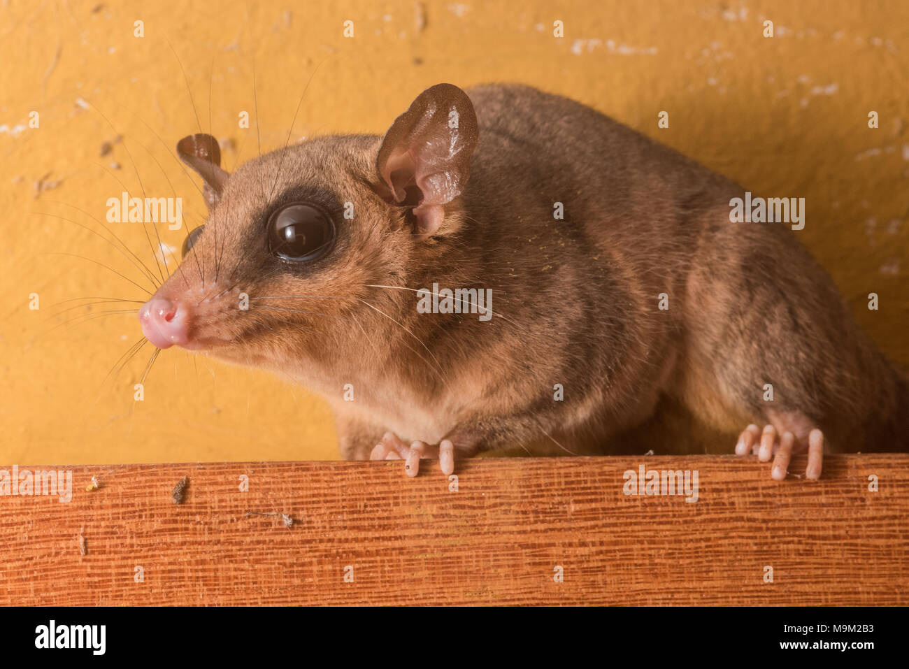 A mouse opossum (Marmosa species) that was a frequent visitor indoors ...