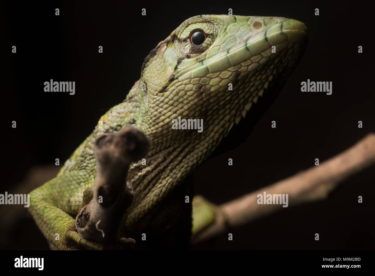 A common monkey lizard (Polychrus marmoratus) from the rainforest in ...