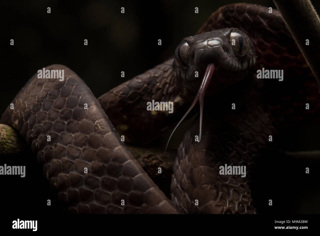 A Neotropical snail eating snake (Dipsas indica) from the jungles of ...