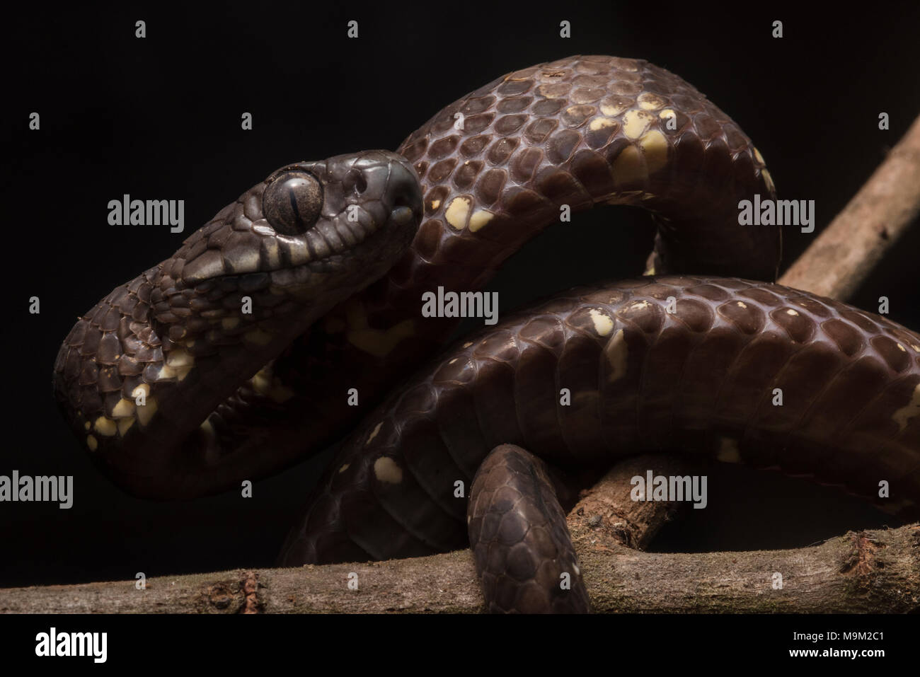 A Neotropical snail eating snake (Dipsas indica) from the jungles of ...