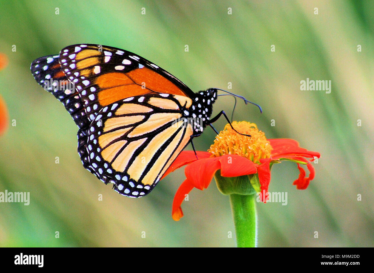 Monarch Butterfly in Maryland Stock Photo - Alamy