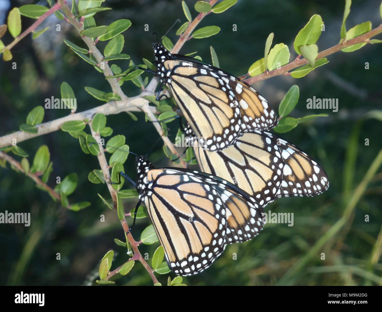 Alabama fauna hi-res stock photography and images - Alamy