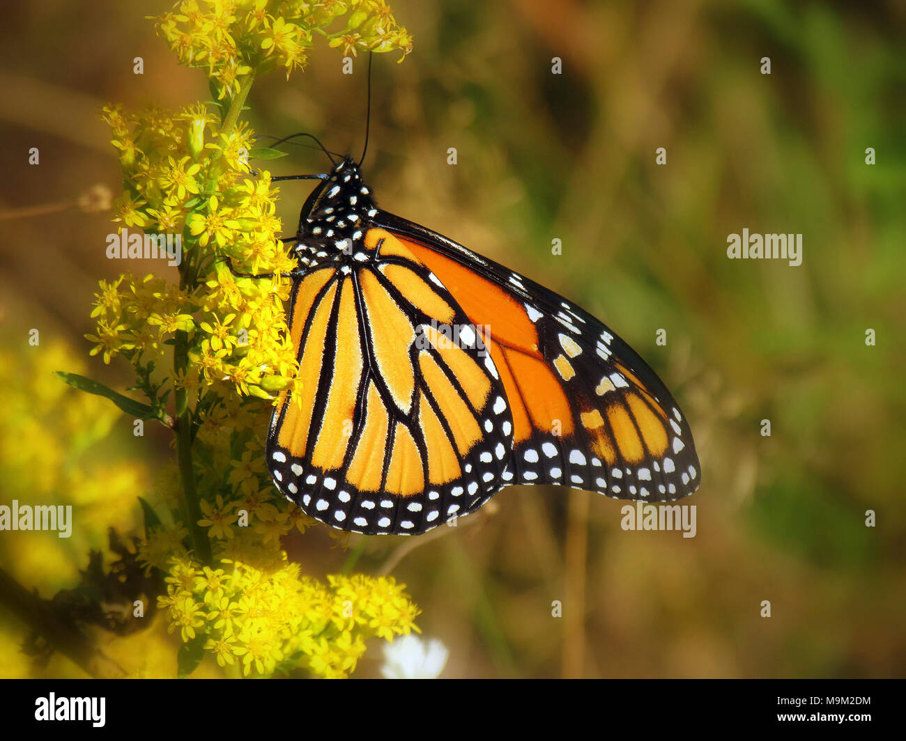 Monarch Butterfly in Minnesota Stock Photo - Alamy