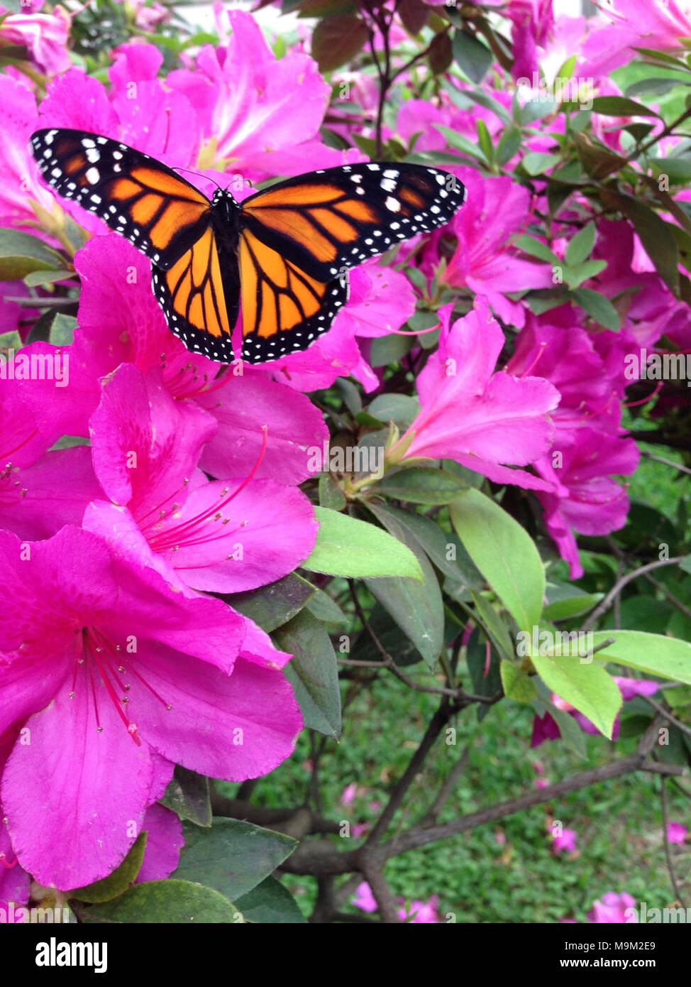 Monarch Butterflies in Texas Stock Photo - Alamy