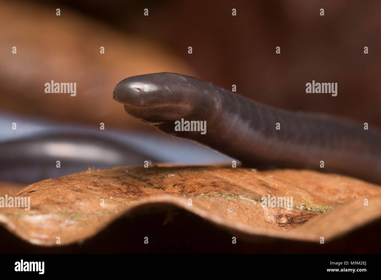 Caecilian or caecilians hi-res stock photography and images - Alamy