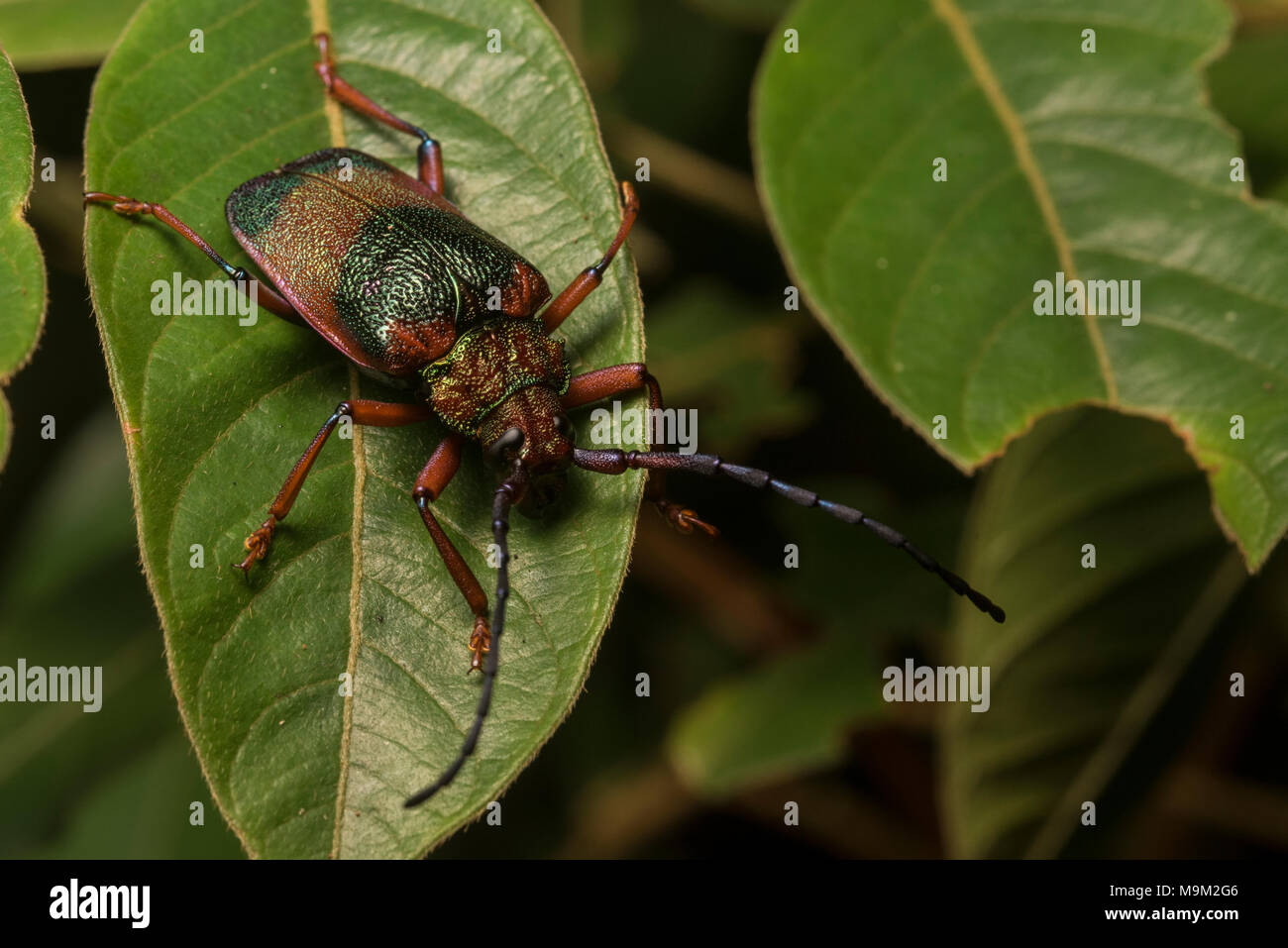 Beetle in vegetation hi-res stock photography and images - Alamy