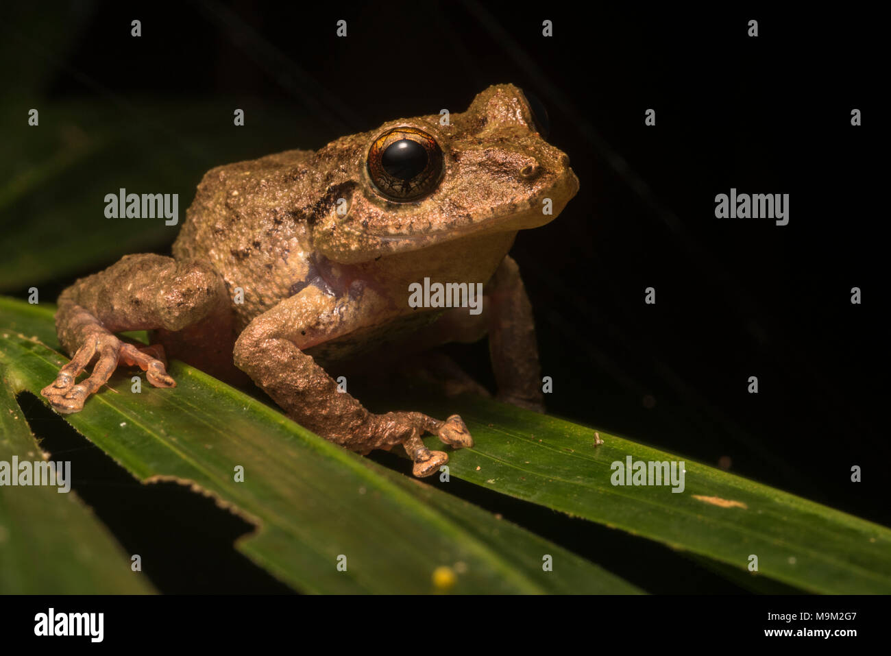 A diademed rainfrog (Pristimantis diadematus) from the Peruvian jungle ...
