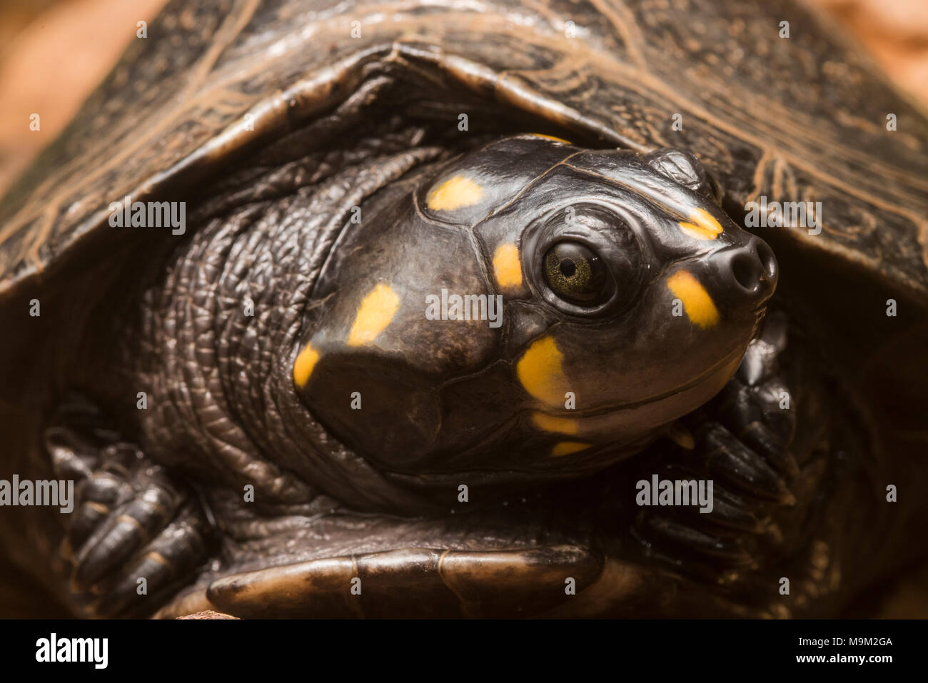 Side Neck Turtle High Resolution Stock Photography and Images - Alamy