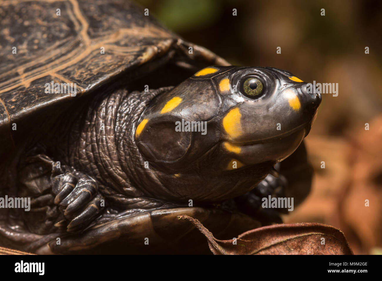 A close up of a yellow headed sideneck turtle (Podocnemis unifilis), a ...