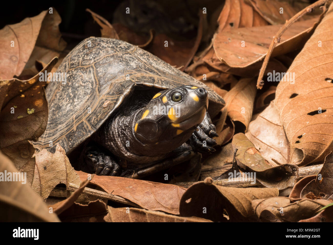The threatened freshwater turtle, the yellow headed sideneck ...