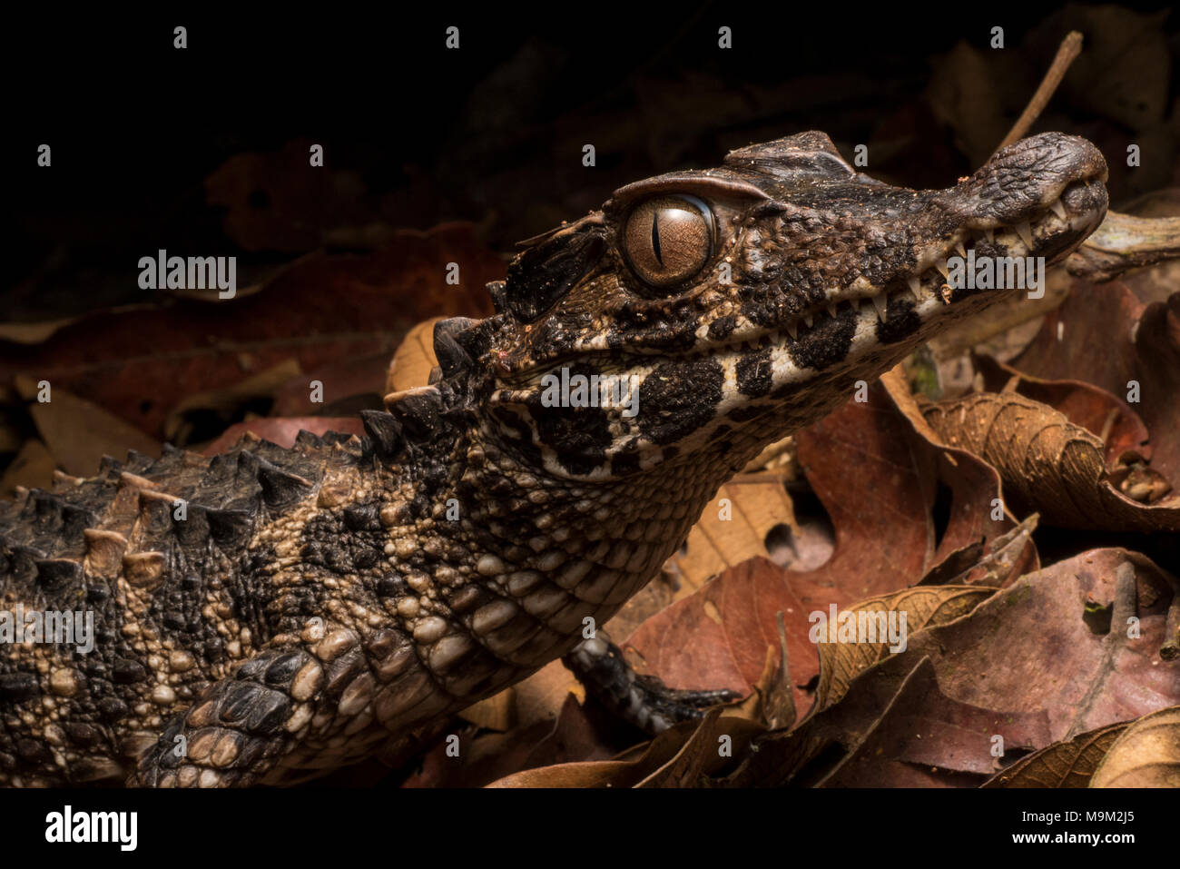 Smooth Fronted Caiman