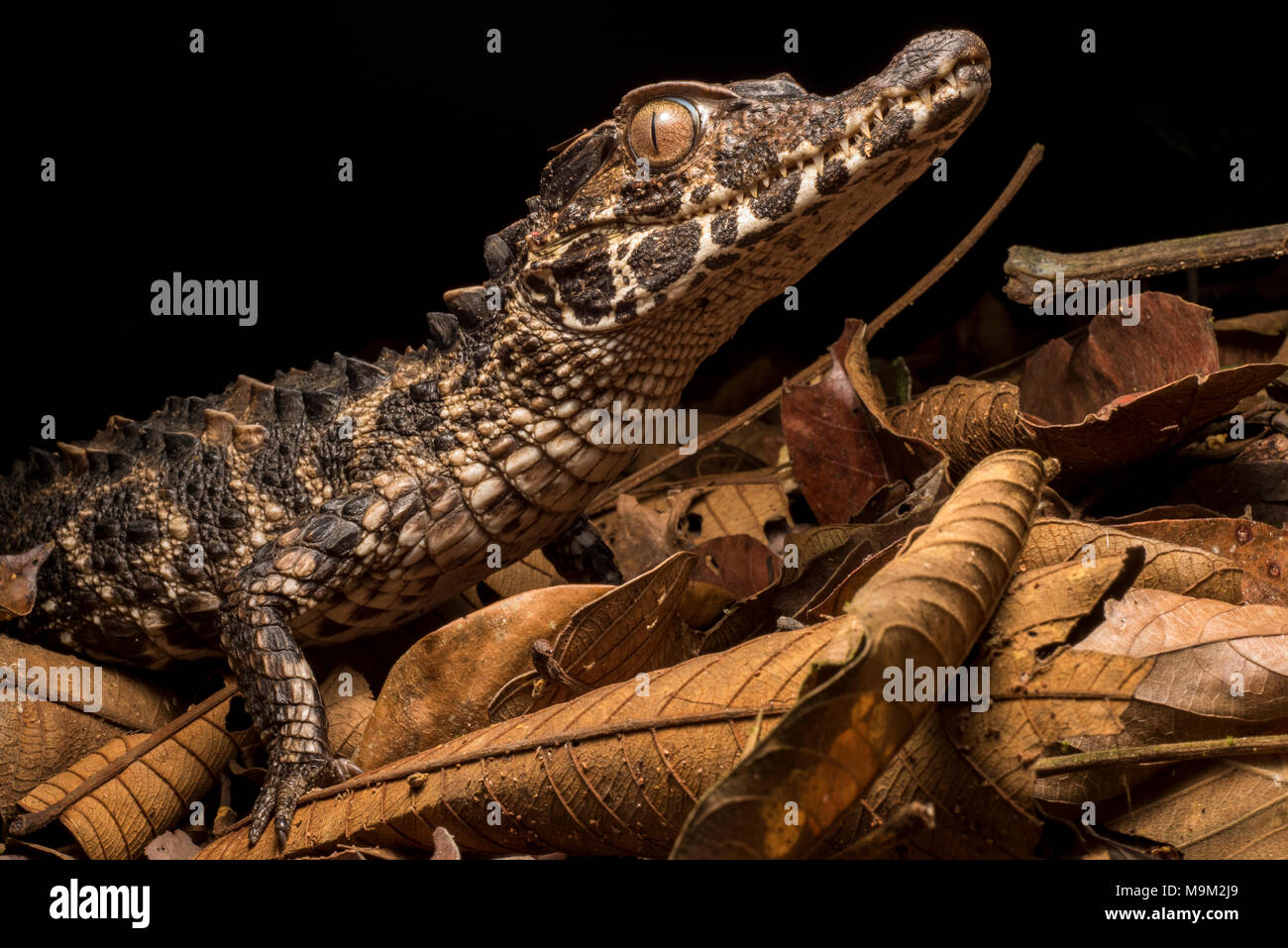 The smooth fronted caiman (Paleosuchus trigonatus) is one of the dwarf ...