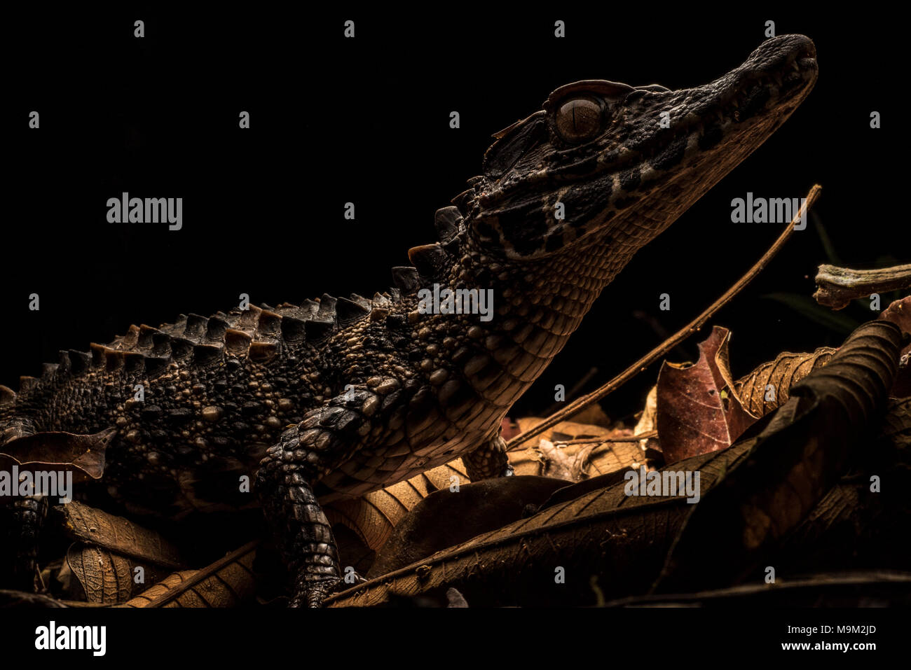 The smooth fronted caiman (Paleosuchus trigonatus) is one of the dwarf ...