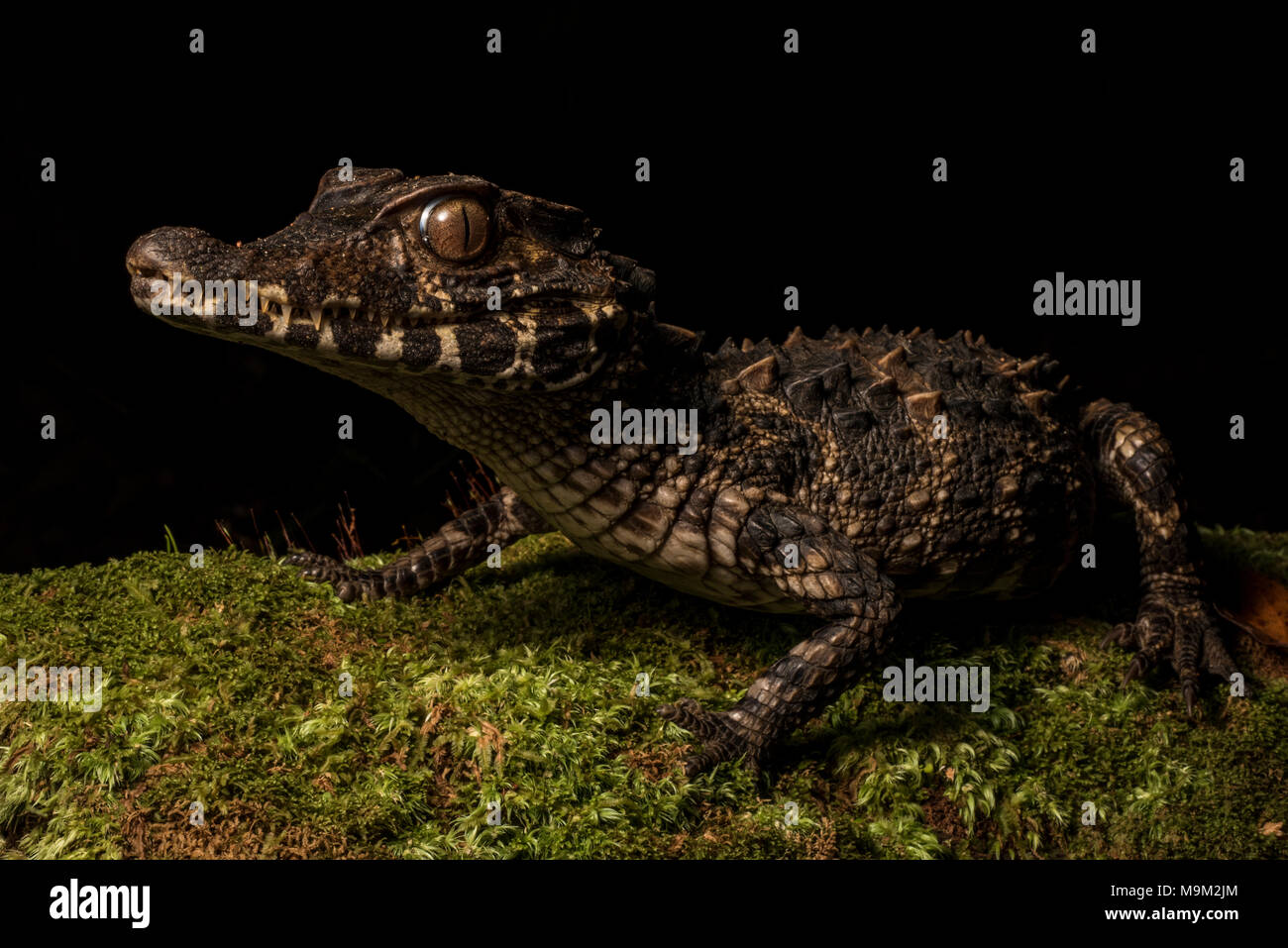 The smooth fronted caiman (Paleosuchus trigonatus) is one of the dwarf ...