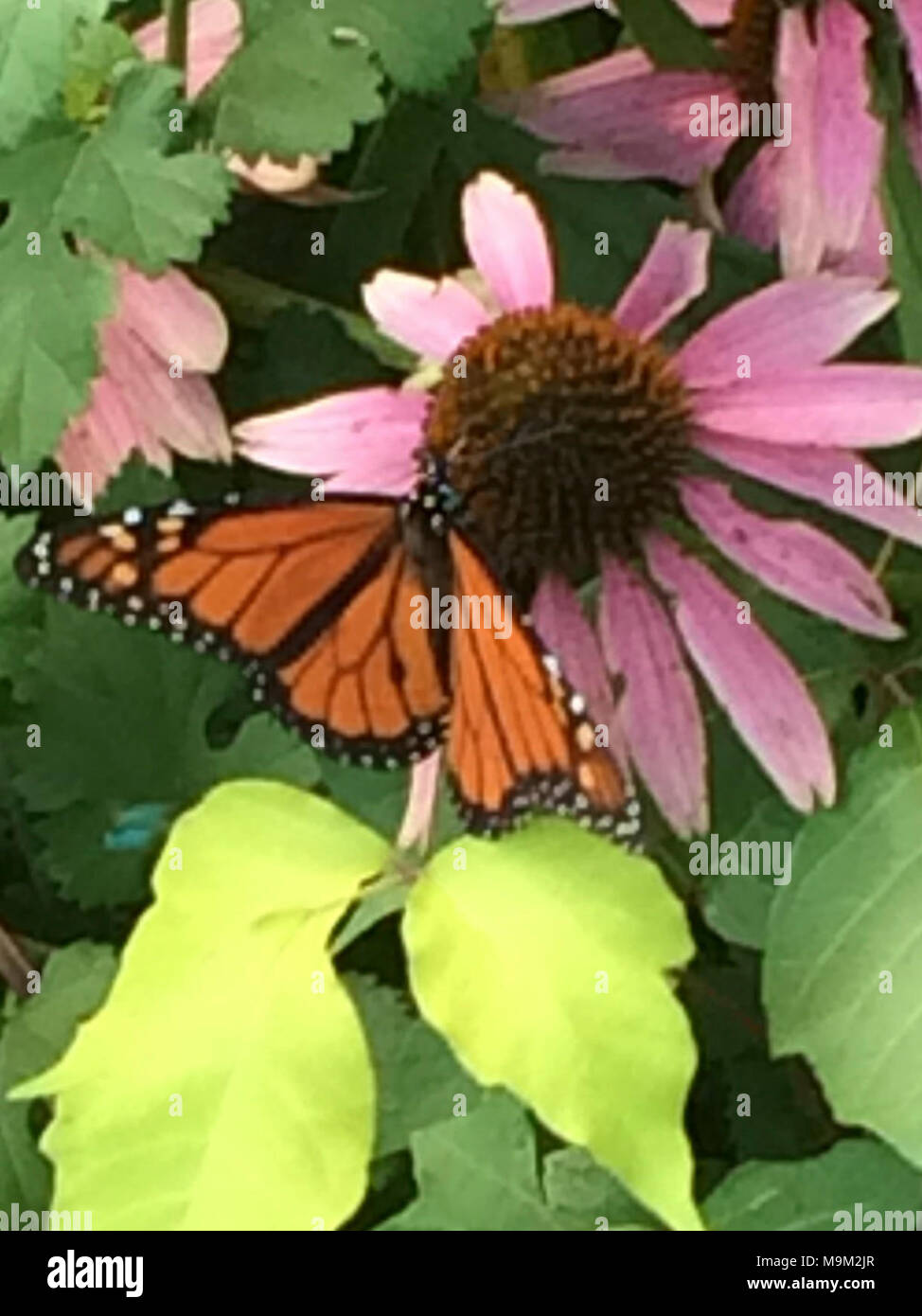 Monarch Butterfly in Maryland Stock Photo - Alamy