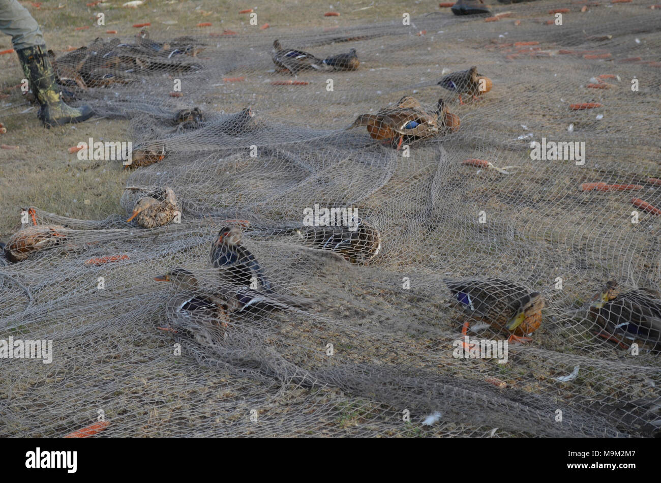 Net capture for banding Stock Photo - Alamy